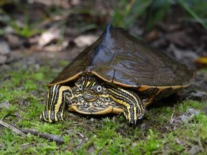 Turtles in Louisiana - 25 Species That are Found Here