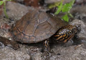 Turtles in Tennessee - 20 Species That are Found Here