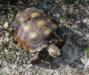 Turtles in Texas - 30 Species That are Found Here