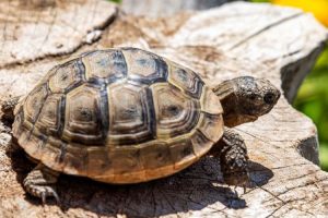 Turtle Shell Broken And Bleeding? Here’s How To Help
