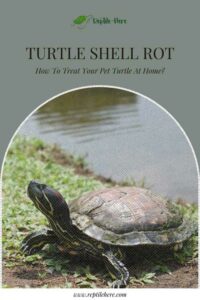 Turtle Shell Rot: How To Treat Your Pet Turtle At Home?