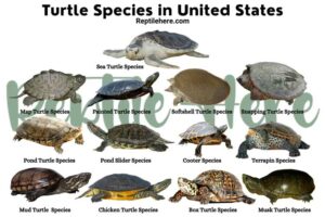 66 Different Types Of Turtles Found in the United States