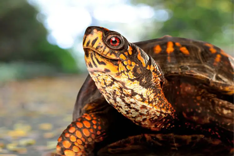 Turtle in Connecticut -12 Species That are Found Here