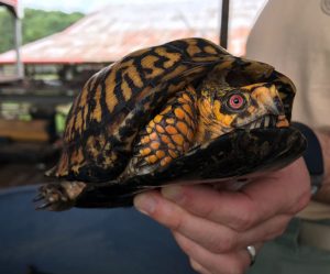 Turtle Bleeding From Mouth, Tail, Or Nose? Here's How To Help
