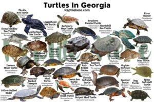 Turtles In Georgia - 29 Species That are Found Here