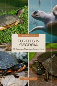 Turtles In Georgia - 29 Species That are Found Here