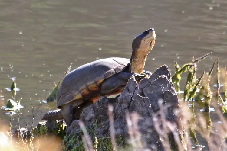 Turtles Of Arizona - 9 Species That are Found Here