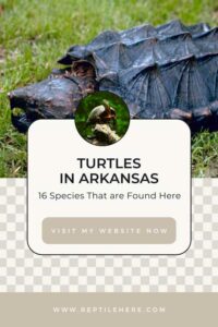 Turtles in Arkansas - 16 Species That are Found Here