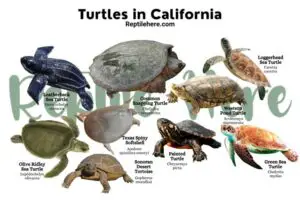 Turtles in California - 9 Species That are Found Here