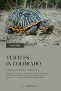 Turtles in Colorado - 5 Species That are Found Here