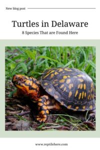 Turtles in Delaware - 8 Species That are Found Here