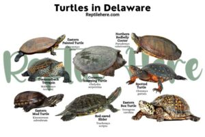 Turtles in Delaware - 8 Species That are Found Here