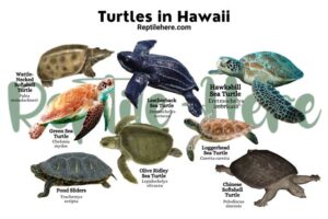 Turtles in Hawaii - 8 Species That are Found Here