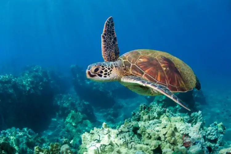 Turtles in Hawaii - 8 Species That are Found Here