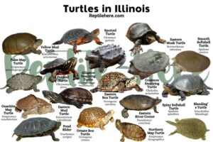 Turtles in Illinois - 17 Species That are Found Here