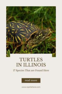 Turtles in Illinois - 17 Species That are Found Here