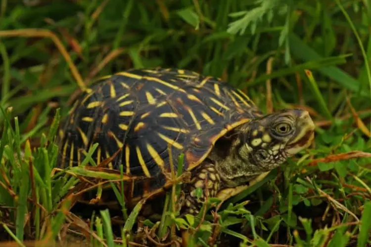 Turtles in Illinois - 17 Species That are Found Here