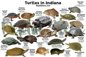 Turtles in Indiana - 19 Species That are Found Here