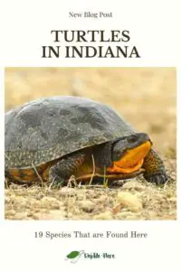 Turtles in Indiana - 19 Species That are Found Here