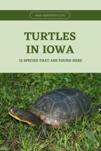Turtles in Iowa - 12 Species That are Found Here