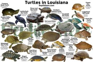 Turtles in Louisiana - 25 Species That are Found Here