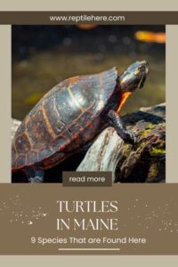 Turtles in Maine - 9 Species That are Found Here