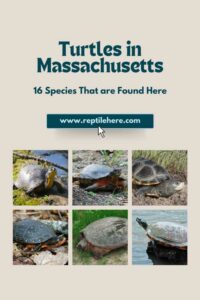 Turtles in Massachusetts - 16 Species That are Found Here