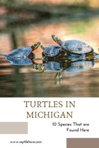 Turtles in Michigan - 10 Species That are Found Here