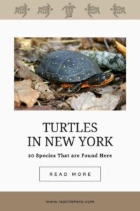 Turtles in New York - 20 Species That are Found Here