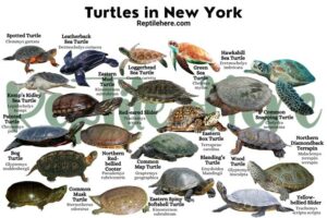 Turtles in New York - 20 Species That are Found Here
