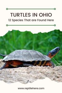 Turtles in Ohio - 12 Species That are Found Here