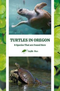 Turtles in Oregon - 8 Species That are Found Here