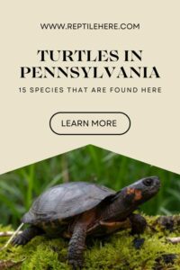 Turtles in Pennsylvania - 15 Species That are Found Here