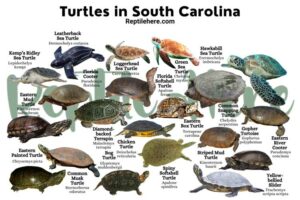 Turtles in South Carolina - 20 Species That are Found Here