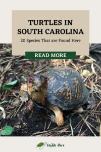 Turtles in South Carolina - 20 Species That are Found Here