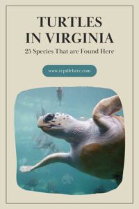 Turtles in Virginia - 25 Species That are Found Here