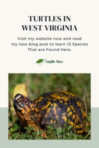 Turtles in West Virginia - 13 Species That are Found Here