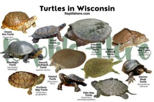 Turtles in Wisconsin - 11 Species That are Found Here