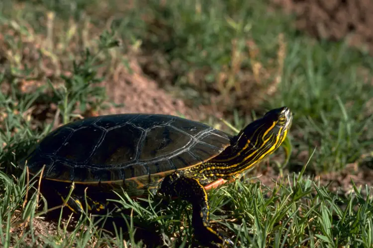Turtles in Wisconsin - 11 Species That are Found Here