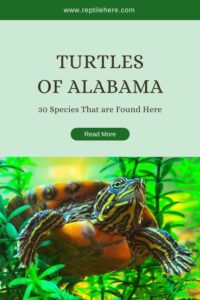 Turtles of Alabama - 30 Species That are Found Here