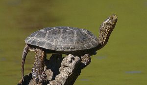 66 Different Types Of Turtles Found in the United States