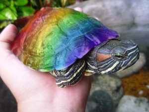 Can You Paint a Turtle Shell?- Is It Harmful To Turtles?