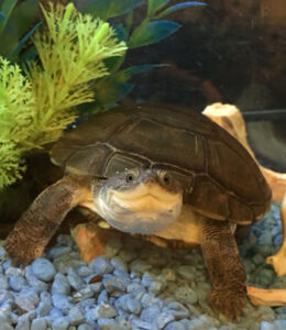 15 Best Pet Turtles That Are Cute And Easier To Take Care Of