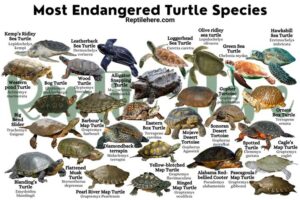 Most Endangered Turtle Species