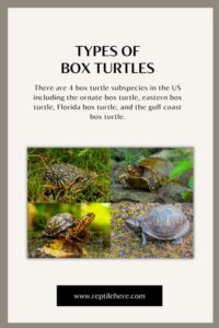 Types of Box Turtles
