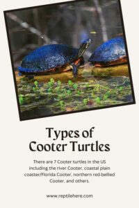 Types of Cooter Turtles