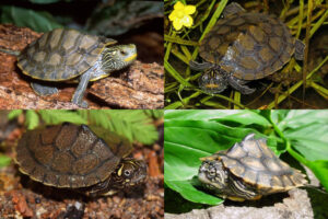 Types of Map Turtles