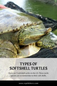 Types of Softshell Turtles