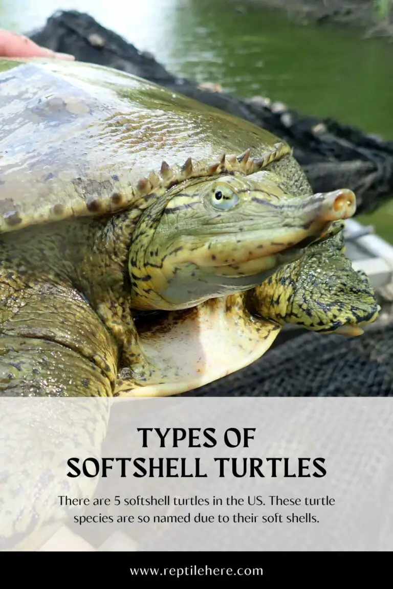 Types of Softshell Turtles