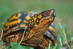 Eastern Box Turtle Care Sheet: Diet, Behavior & Habitat